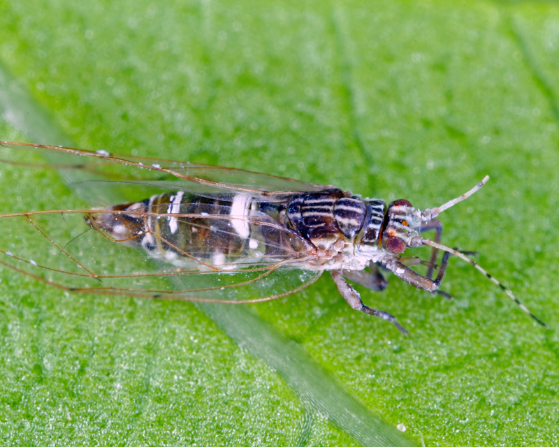 How to Protect Against Psyllids | Yates