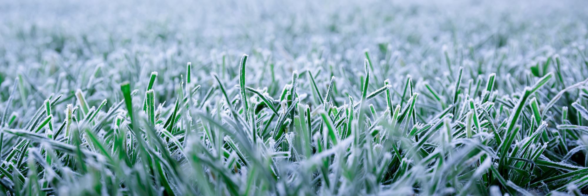 Yates New Zealand | Garden Products & Advice | Vegetables, Fruit ...