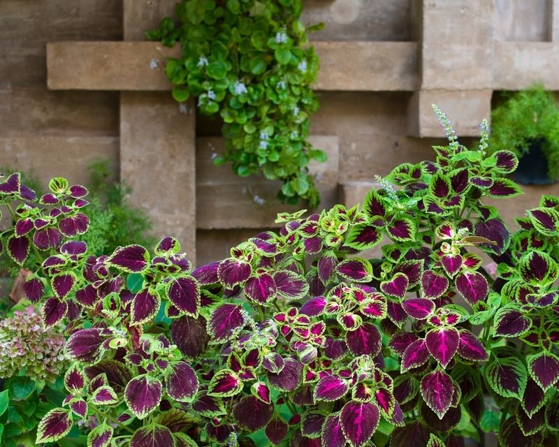 What flowers to plant in a shady garden | Yates