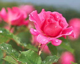 What are the different types of roses | Yates