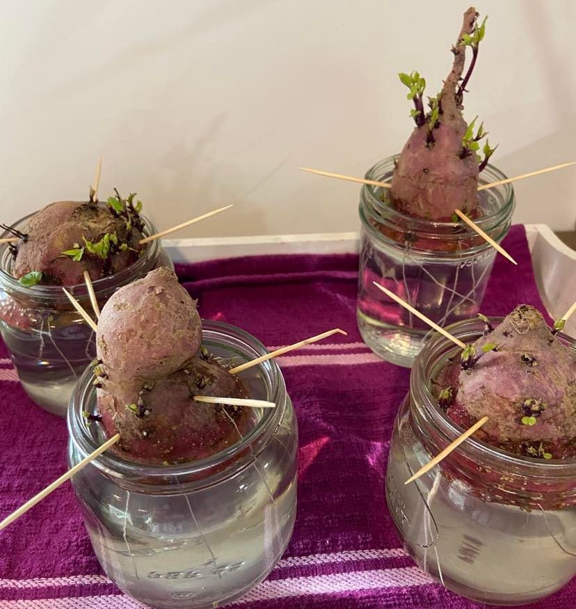 Following Connor's Kumara recipe