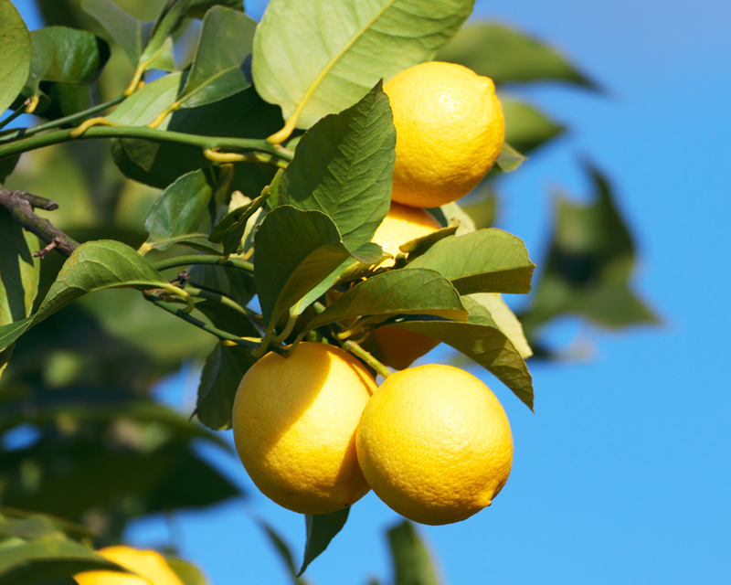 Winter citrus care | Yates