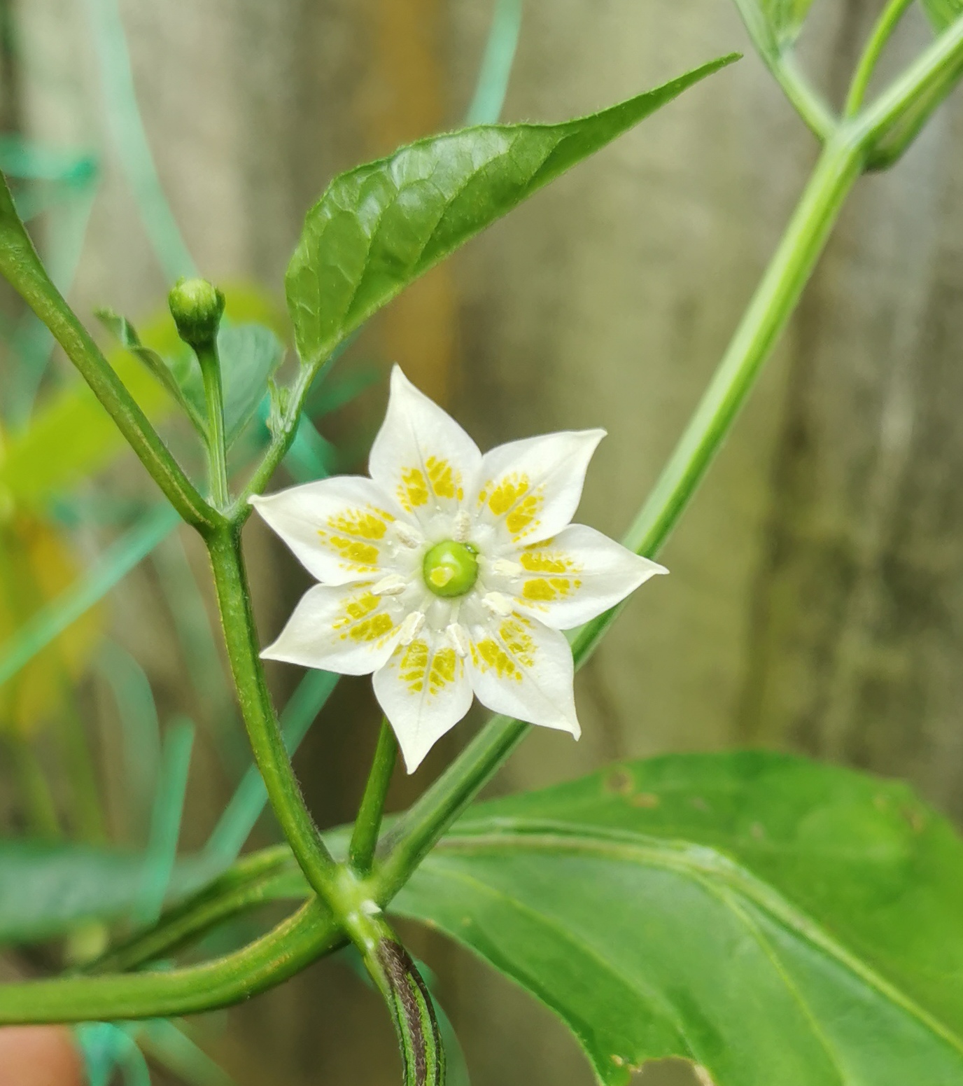 Aji.. Capsicum Baccatum?