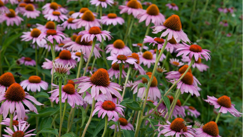 How to grow therapeutic and ornate Echinacea | Yates