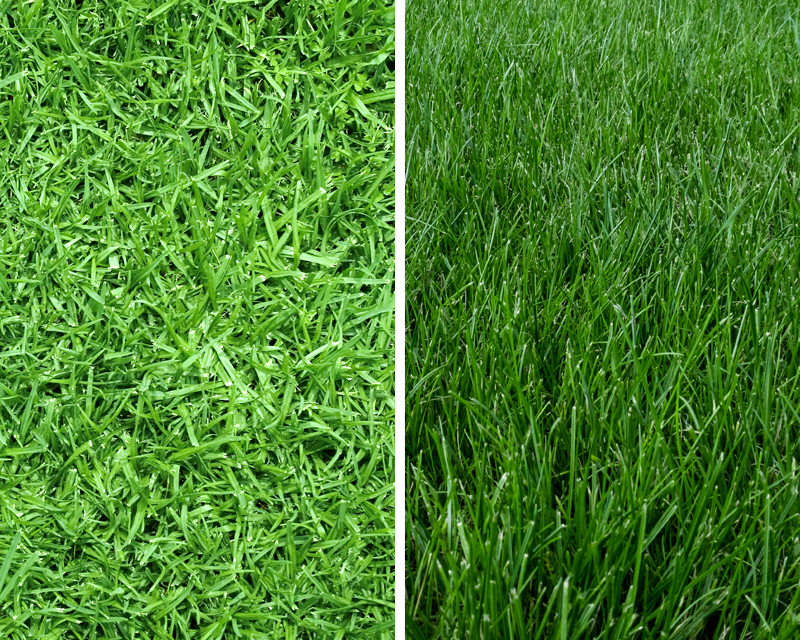 Grass varieties store