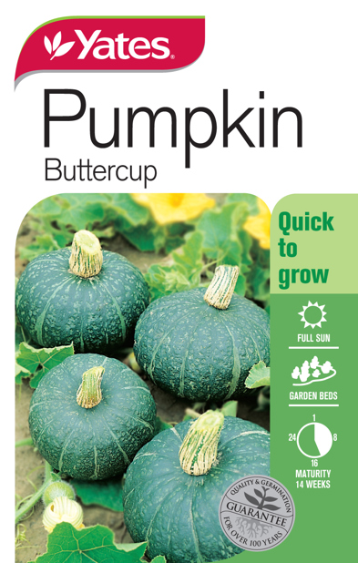 How to grow pumpkin in the garden | Yates