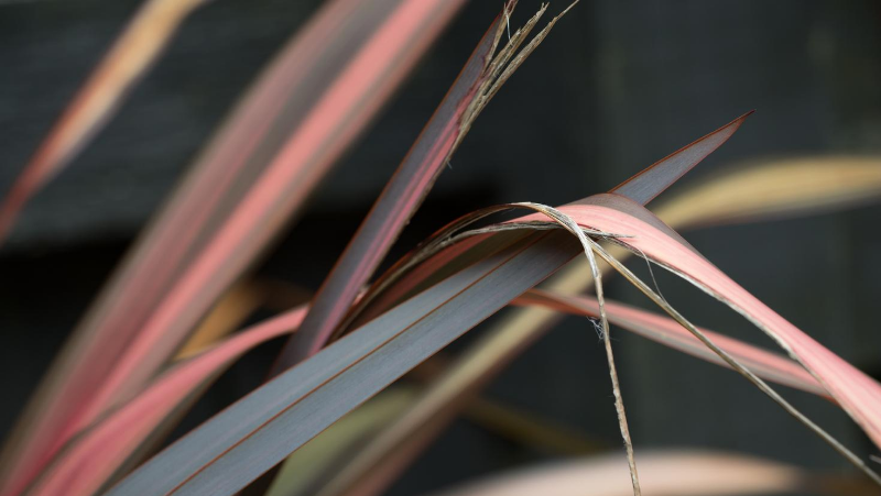 How to grow architectural and contrasting Flax | Yates