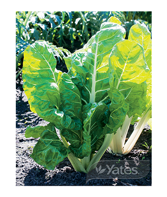 Silverbeet