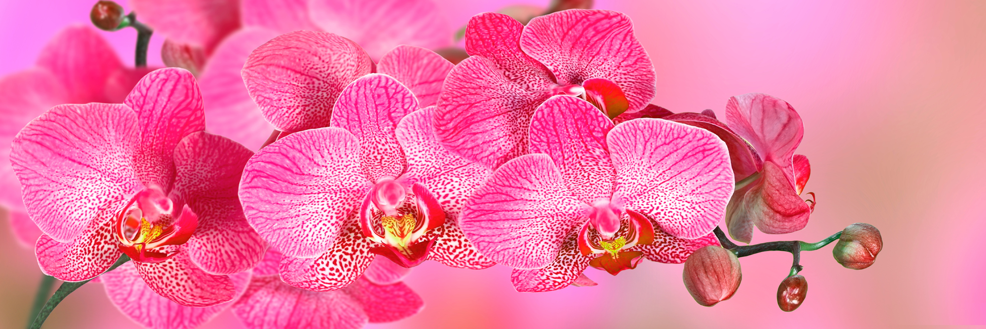 Yates New Zealand | Garden Products & Advice | Vegetables, Fruit ...