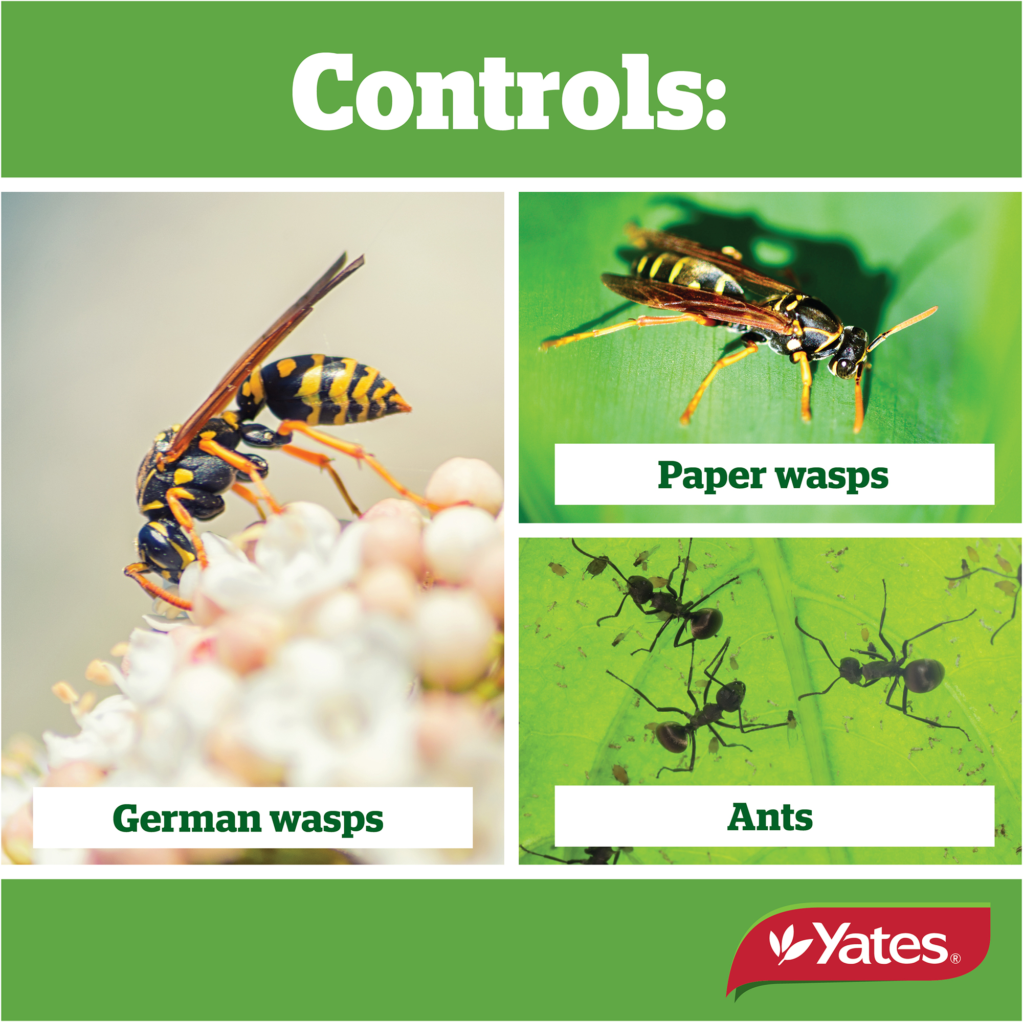 Home Pest Ant & Wasp Dust