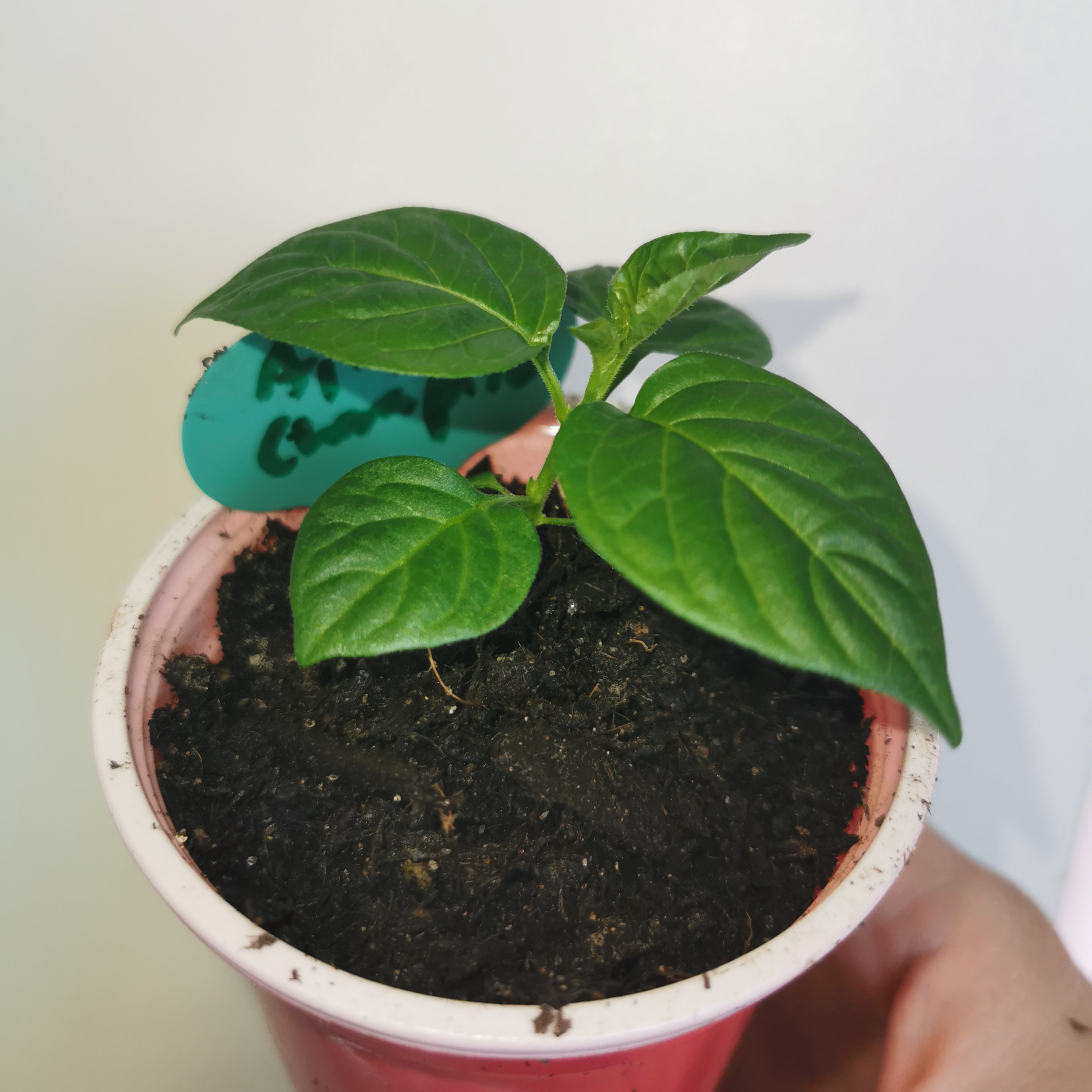 First spring weekend 2024