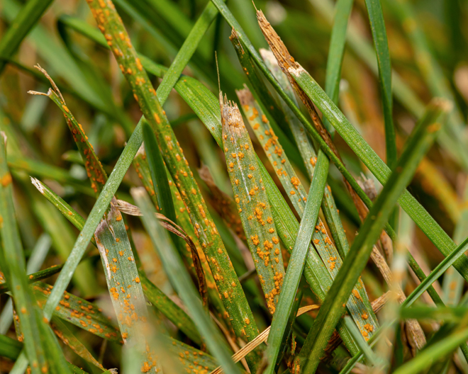 How to Control Lawn Rust | Yates