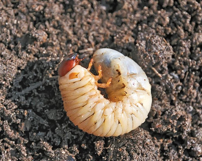 How to protect against grass grub | Yates