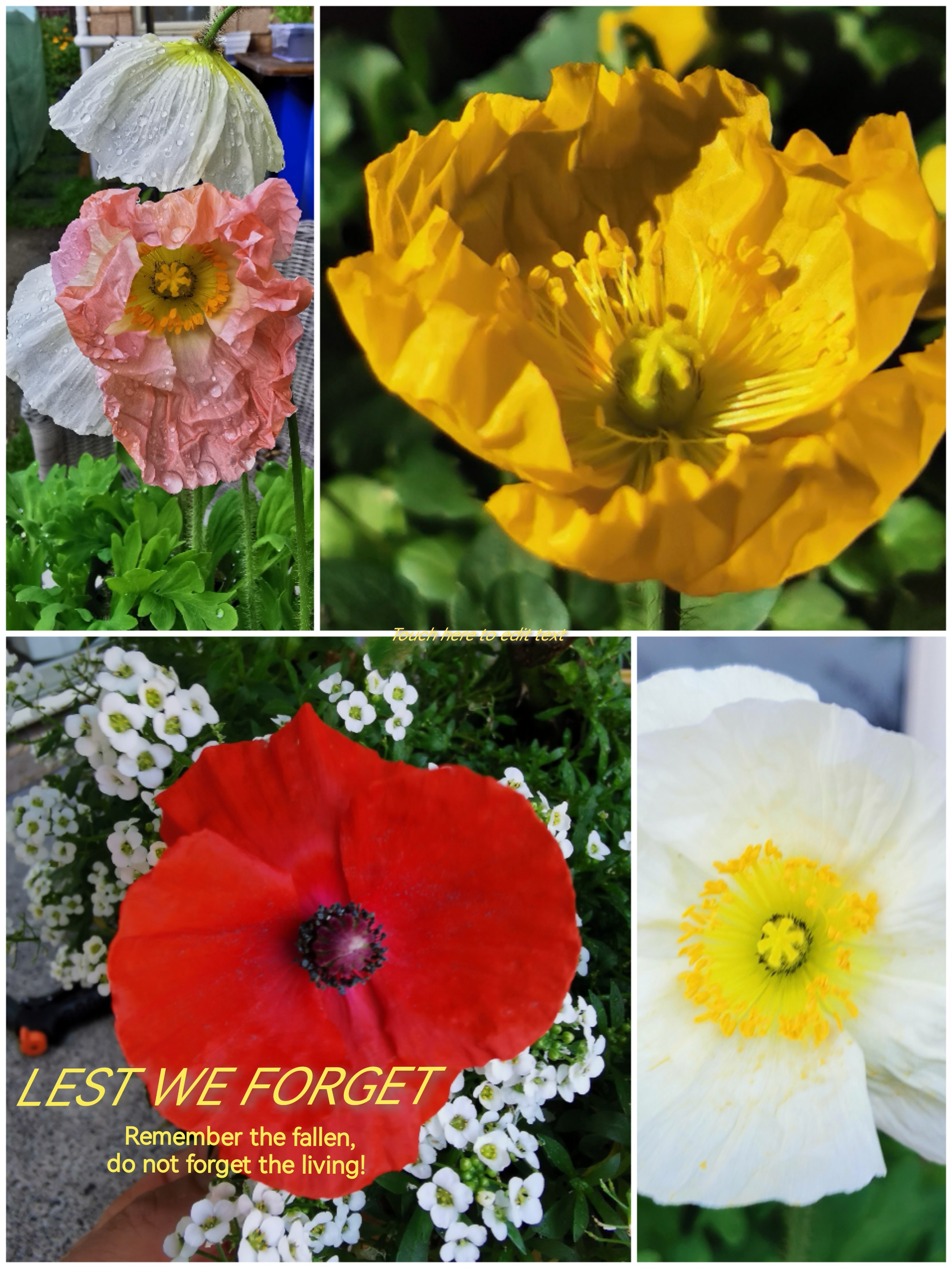 ANZAC ~ Poppies sown!