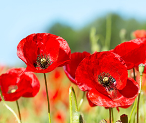How to sow Sweet Peas and Flanders poppies this autumn | Yates